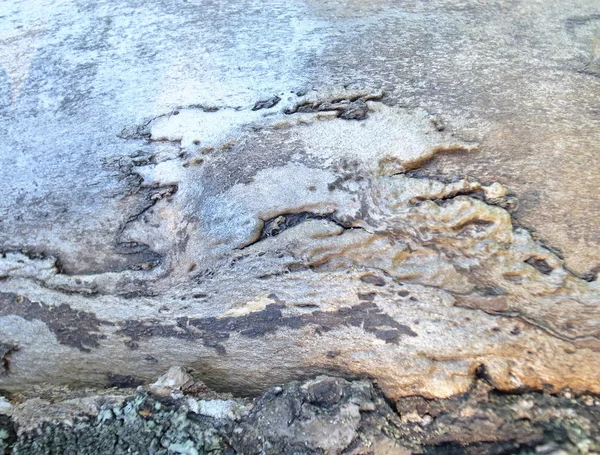 Tree subsidence Stock Photos, Royalty Free Tree subsidence Images ...