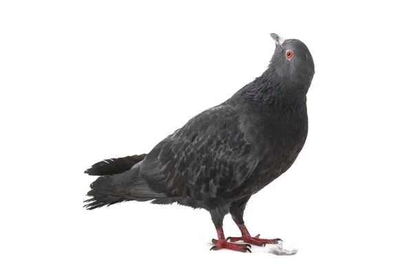 Black Dove Bird Images