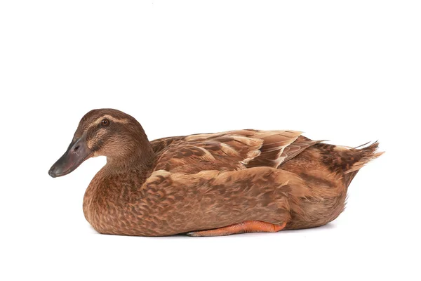 Postura de pato fotos de stock, imágenes de Postura de pato sin ...