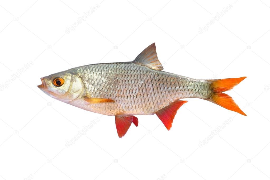 Fish roach Stock Photo by ©bazil 29355293