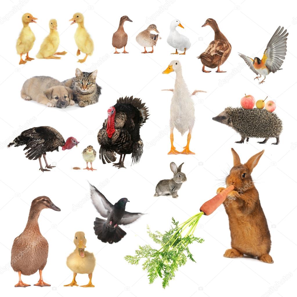 Different Types Of Domestic Animals
