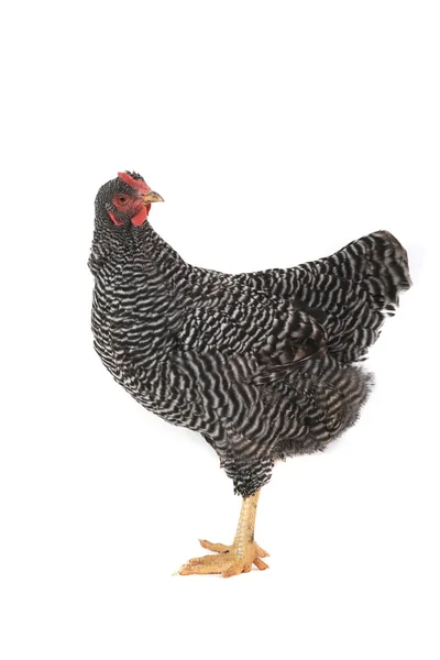 Grey hen Stock Photos, Royalty Free Grey hen Images | Depositphotos