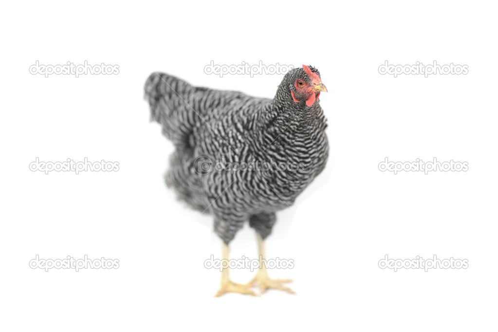 Gallina gris — Foto de stock #36392759 © bazil