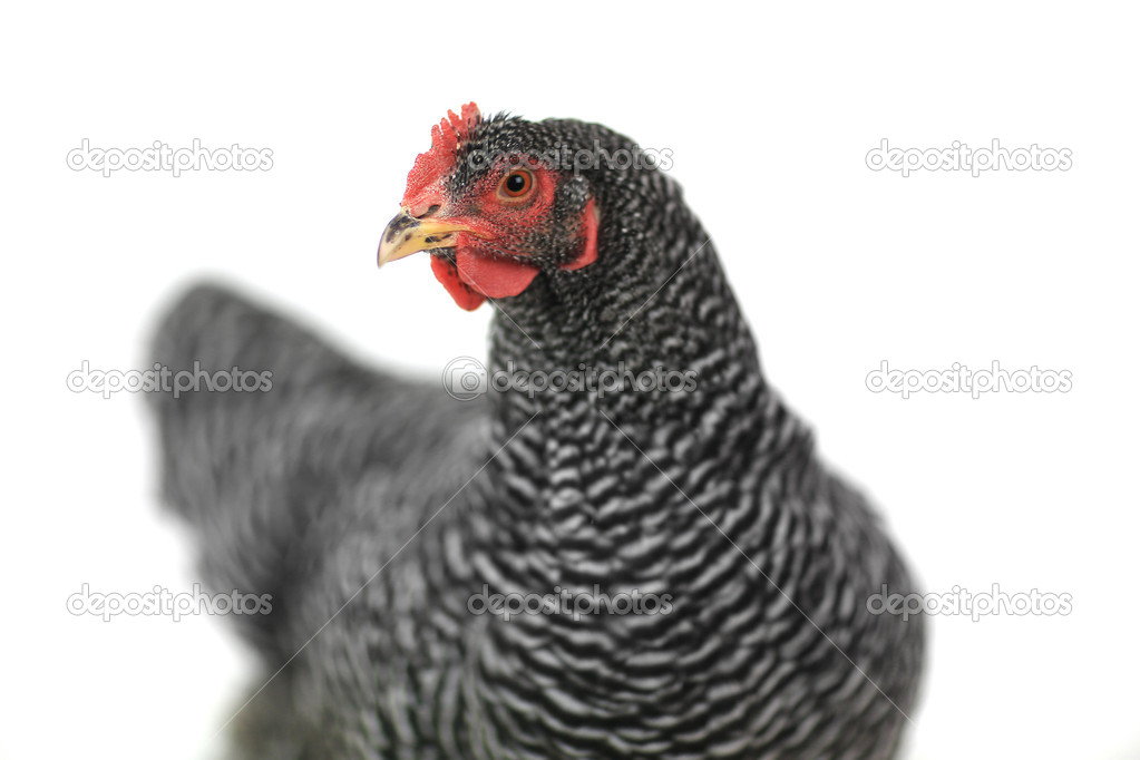 Grey hen — Stock Photo © bazil #36392761