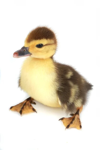 Chinese Cinderella Plt