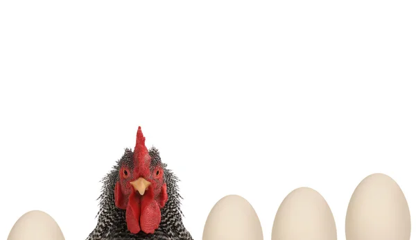 Retrato de gallo fotos de stock, imágenes de Retrato de gallo sin ...