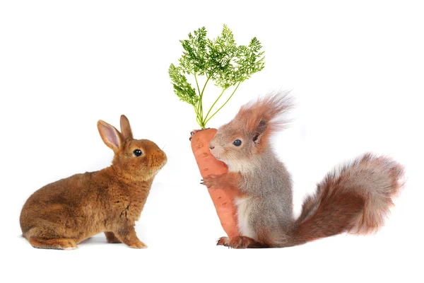 Non abbit Stock Photos, Royalty Free Non abbit Images | Depositphotos