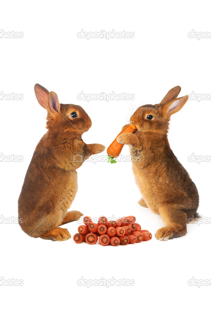 Two rabbits Stock Photo by ©bazil 38901403