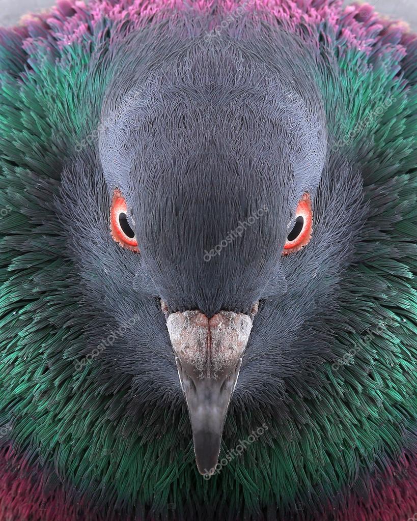 Close-up portrait of grey dove Stock Photo by ©bazil 41212745