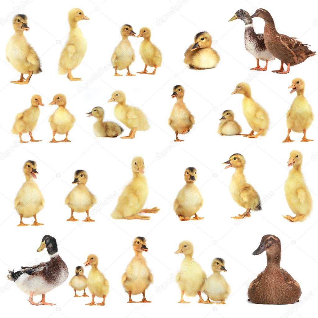 Conjunto de patos lindos: fotografía de stock © bazil #41218385 ...