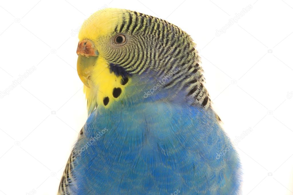 Blue budgie Stock Photo by ©bazil 44136879