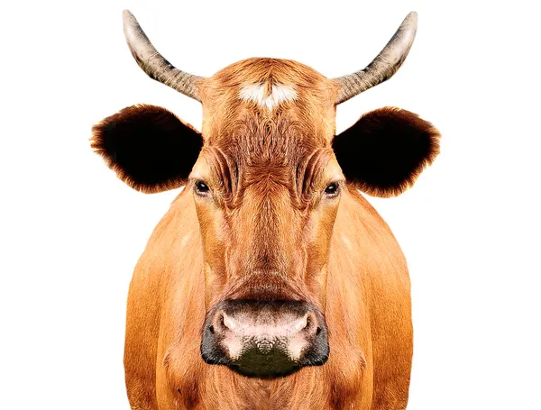 Brown cow Stock Photos, Royalty Free Brown cow Images | Depositphotos