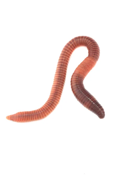 Worm Stock Photos, Royalty Free Worm Images | Depositphotos