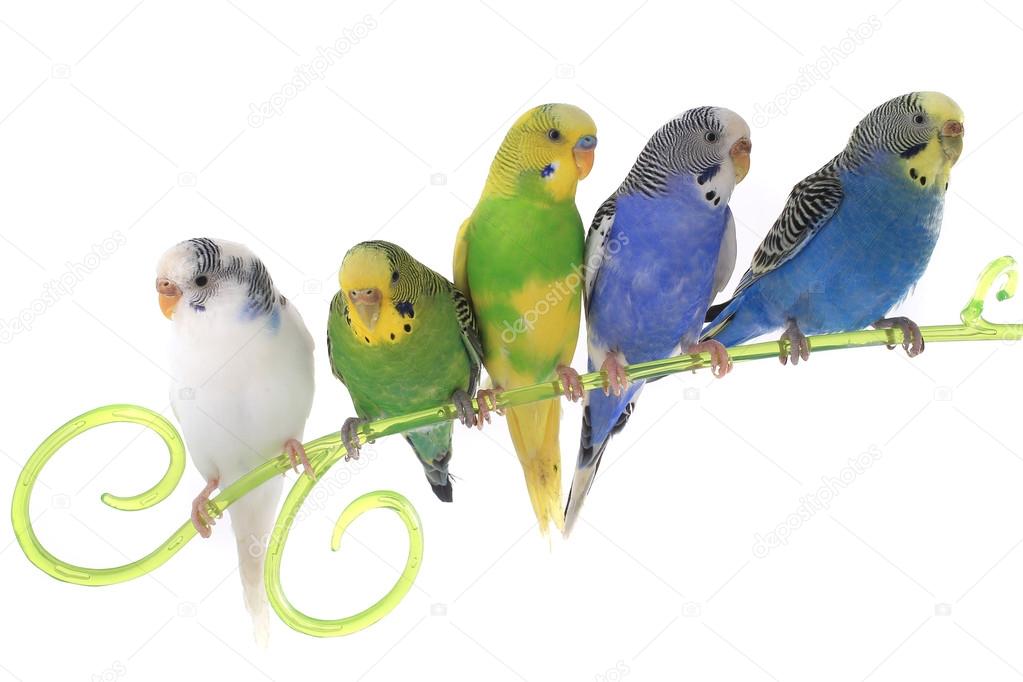 Budgerigars australian parakeets Stock Photo by ©bazil 47065181