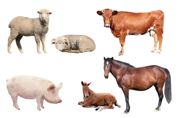 Cow, sheep, pig and hen — Stock Photo © bazil #51517339