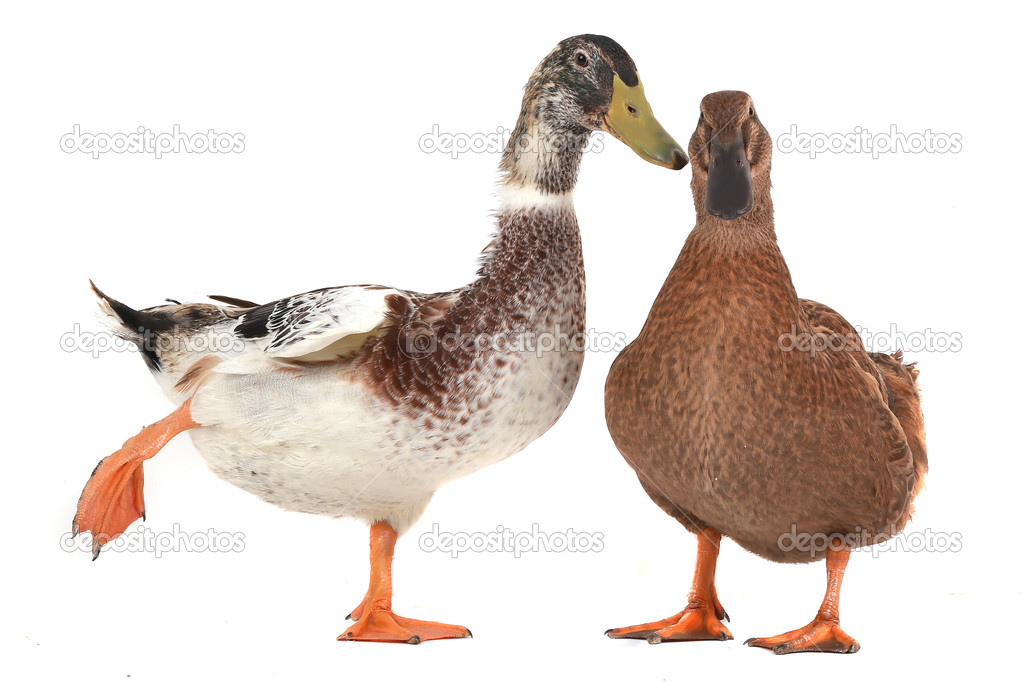 Dos patos.: fotografía de stock © bazil #49269591 | Depositphotos