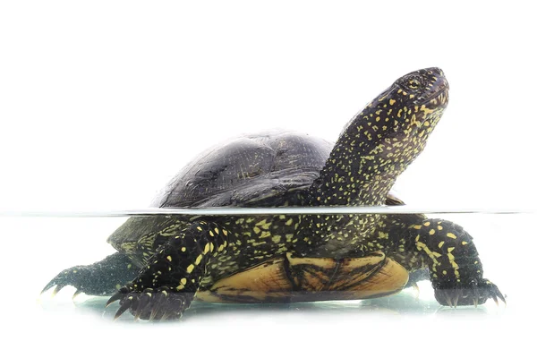 Indian drop turtle Stock Photos, Royalty Free Indian drop turtle Images ...