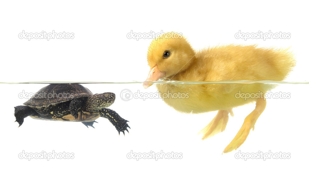 Duck and turtle Stock Photo by ©bazil 49785701
