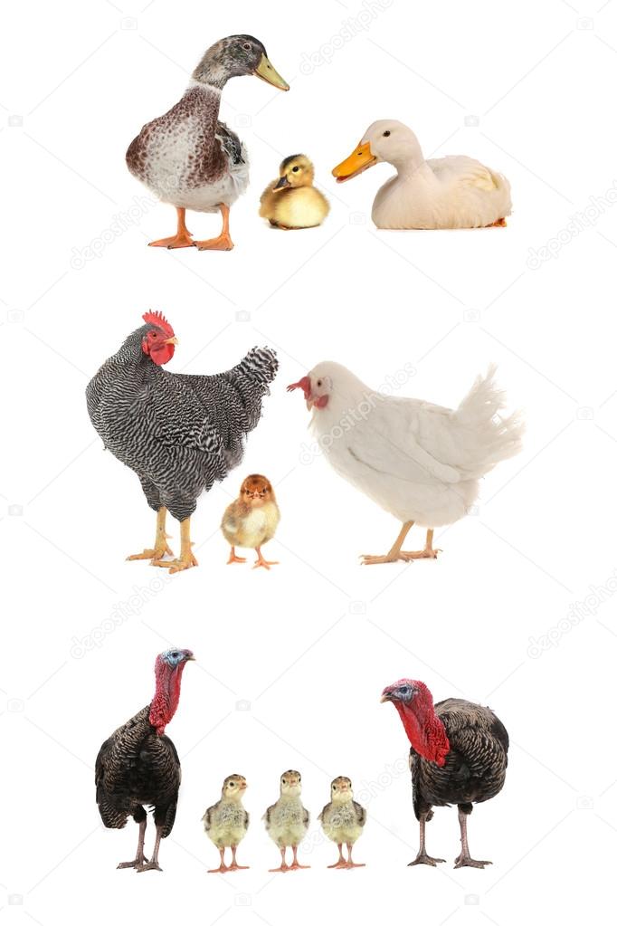 Farming birds Stock Photo by ©bazil 50000467