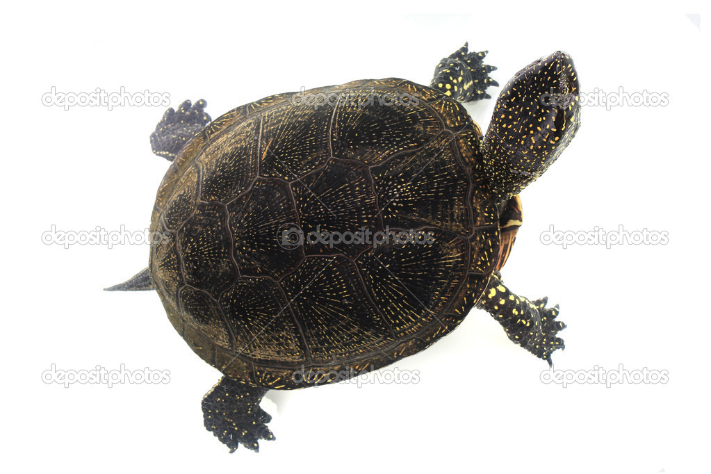 Turtle — Stock Photo © bazil #50512637