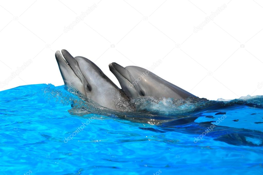 Two dolphins in water — Stock Photo © bazil #51650027
