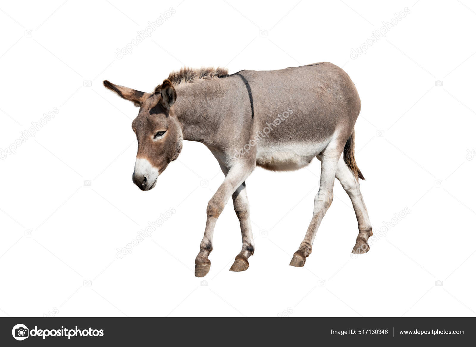 Burro Corriendo Aislado Sobre Fondo Blanco — Foto de stock #517130346 ...