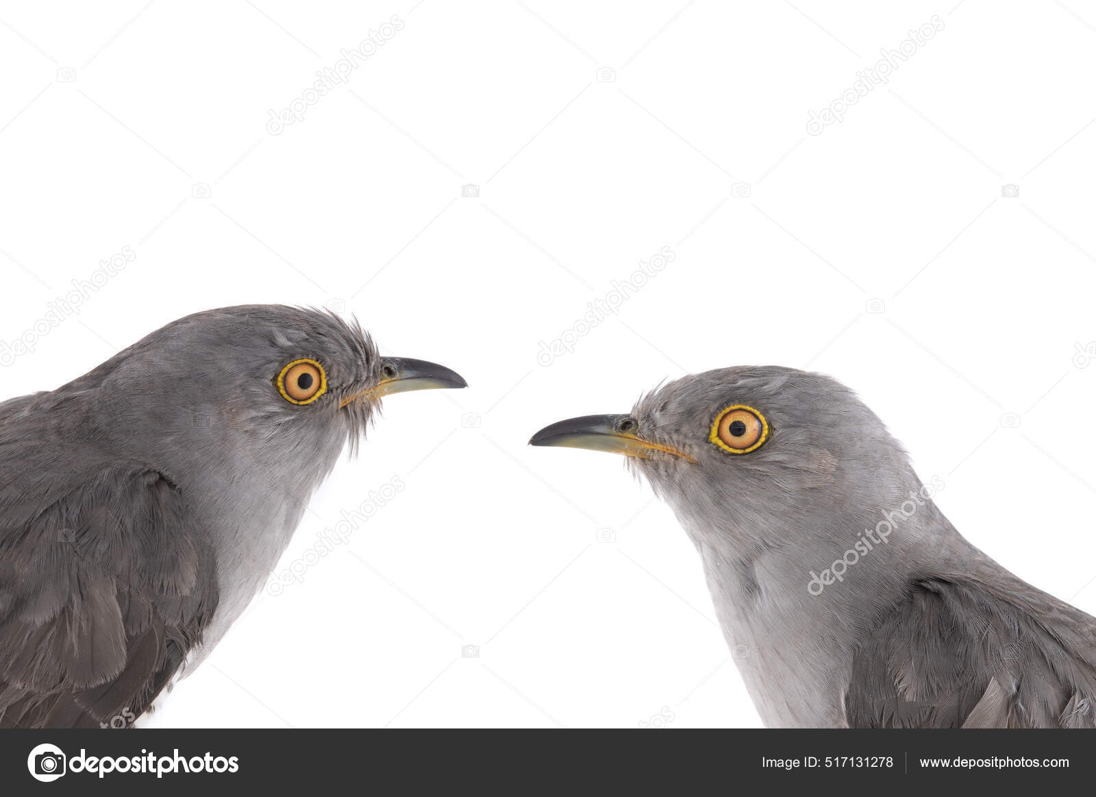 Cuckoo Portrait Isolated White Background Stock Photo by ©bazil 517131278