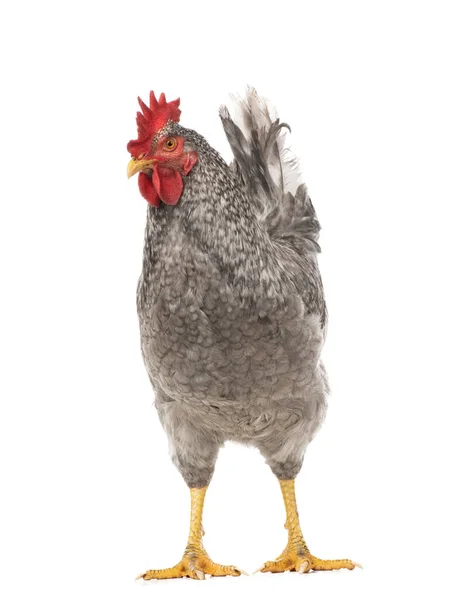 White Cockerel Isolated White Background Stock Photo by ©bazil 353305732