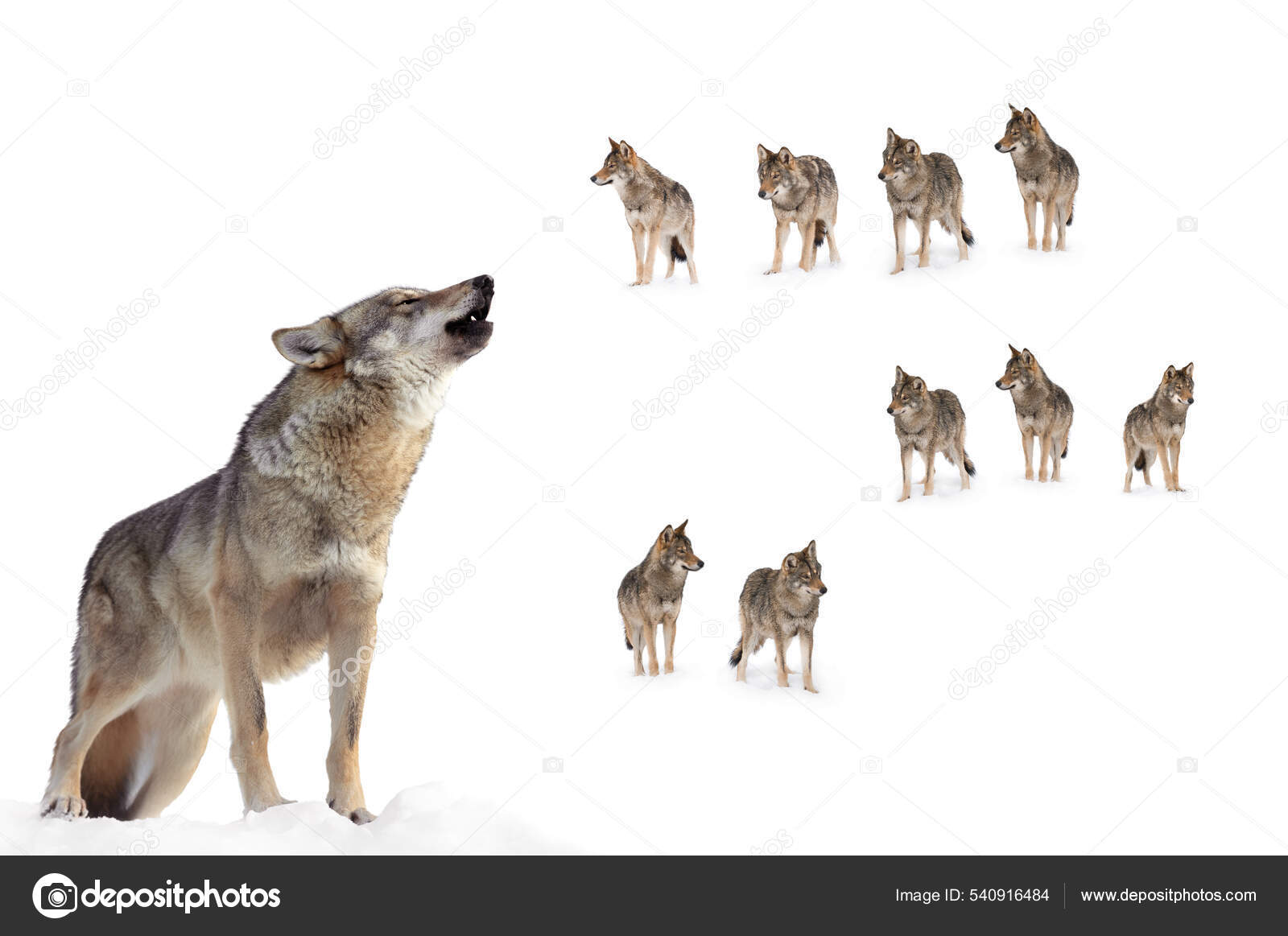 Howling Gray Wolf Background Wolf Pack Stock Photo by ©bazil 540916484