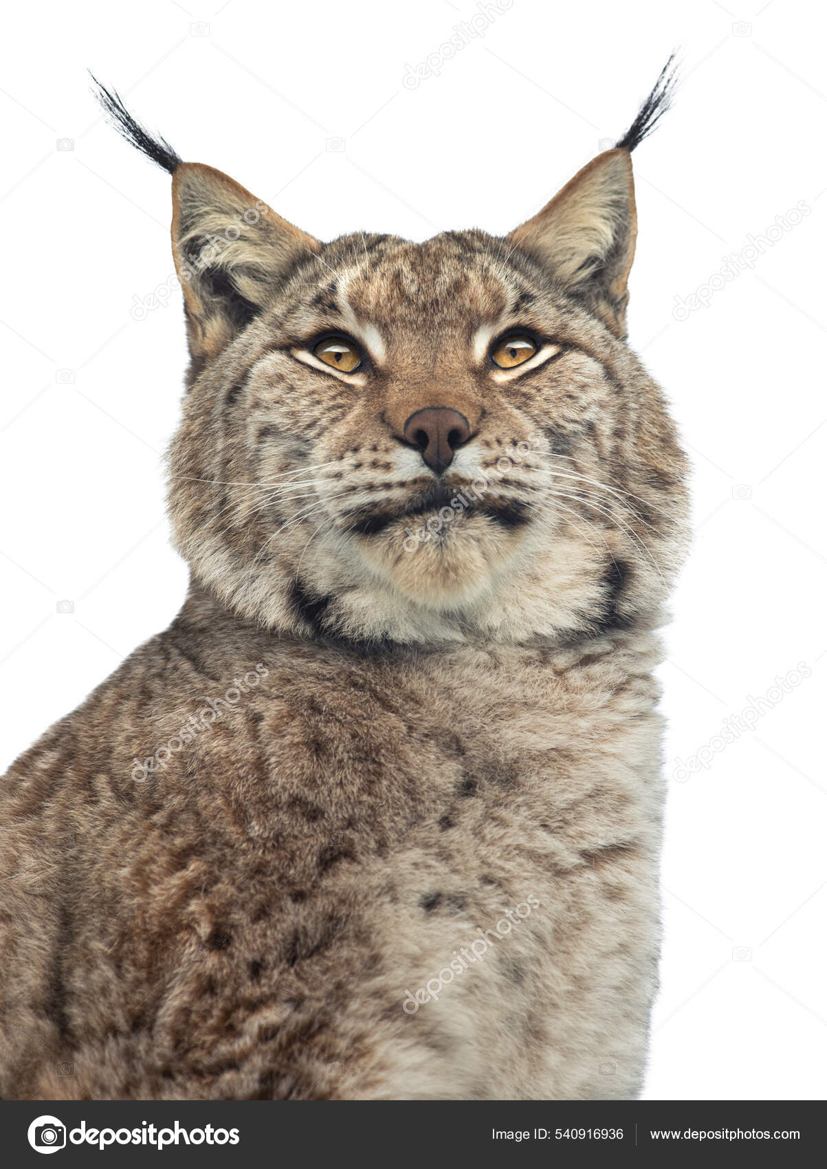 Portrait Lynx Isolated White Background Stock Photo by ©bazil 540916936