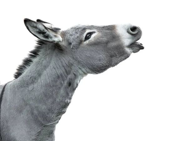 30+ imágenes de Donkey laughing libres de derechos | Depositphotos