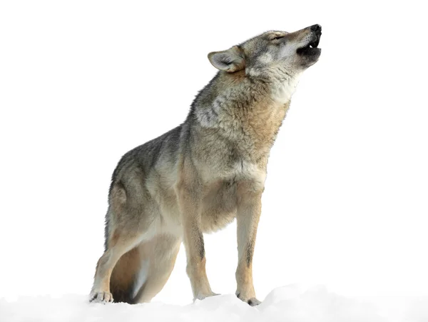 Snarling wolf Stock Photos, Royalty Free Snarling wolf Images ...