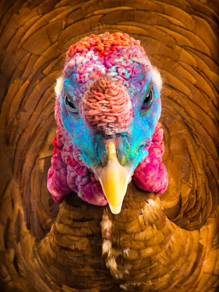 Inflated turkey Stock Photos, Royalty Free Inflated turkey Images ...