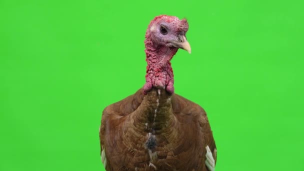 1,764 Green screen birds Videos, Royalty-free Stock Green screen birds ...