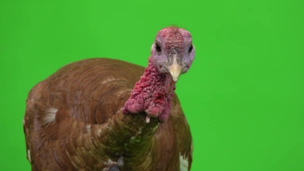 435 Turkey green screen Videos, Royalty-free Stock Turkey green screen ...
