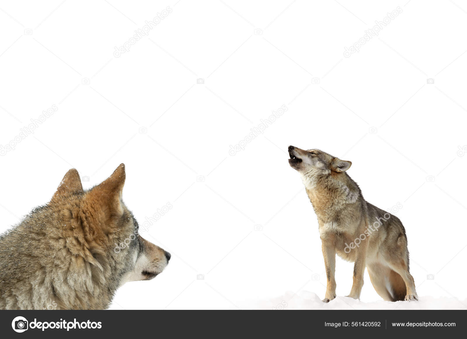 Wolf Sitting Down Side View