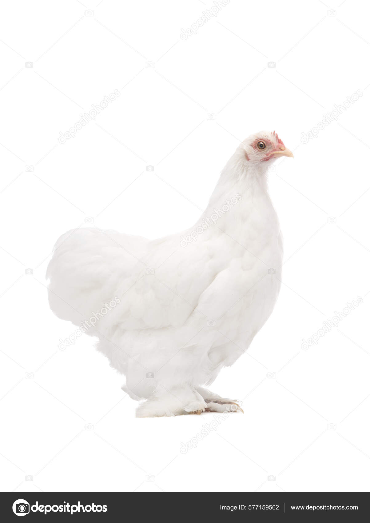 White Chicken Isolated White Background — Stock Photo © bazil #577159562