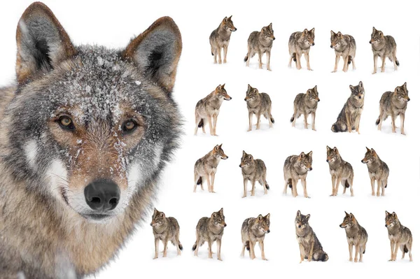 Romantic wolf Stock Photos, Royalty Free Romantic wolf Images ...