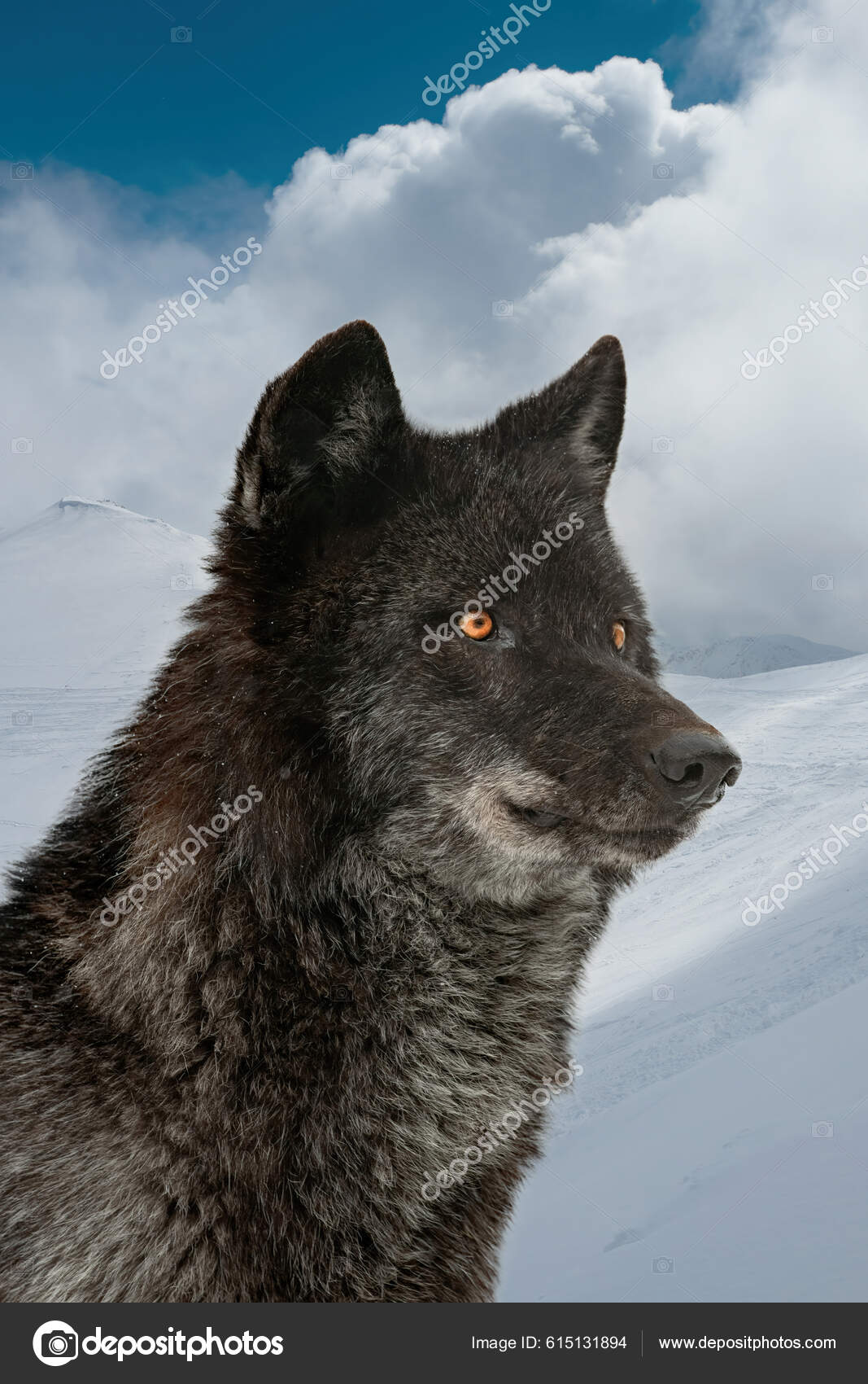 Zwarte Wolf Achtergrond Zwarte Wolf Stockfoto En Meer Beelden Van Wolf