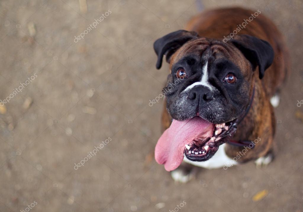 Boxer dog — Stock Photo © smilingsunray #49919367