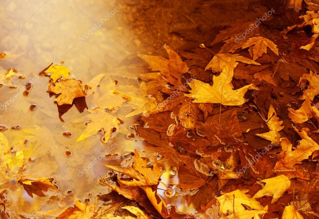 Floating autumn leaves — Stock Photo © Anna_Om #13683992