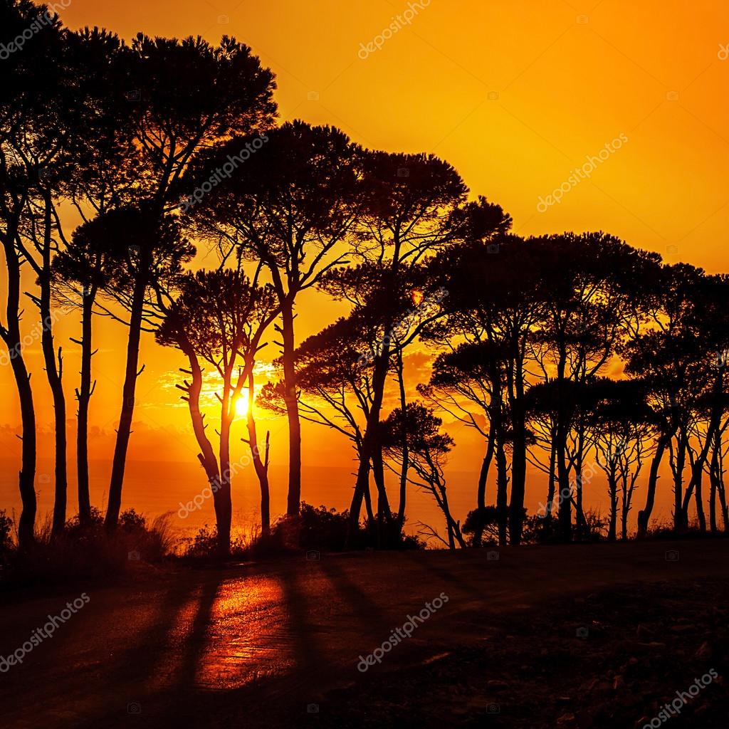 Beautiful trees on sunset — Stock Photo © Anna_Om #15063505