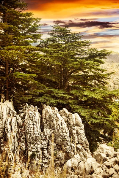 Lebanon cedar Stock Photos, Royalty Free Lebanon cedar Images ...