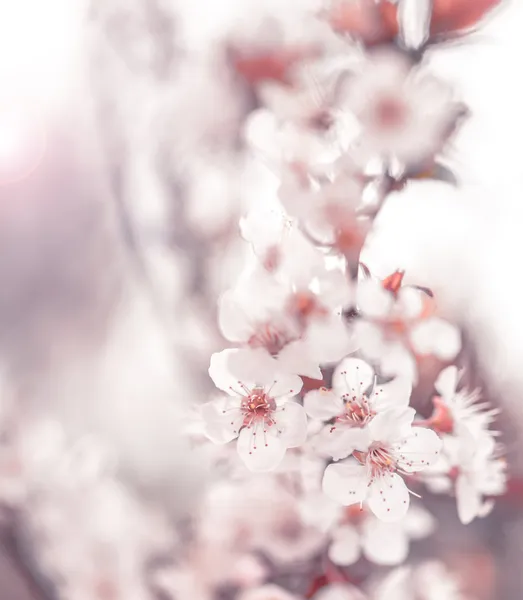 Blossom trees Stock Photos, Royalty Free Blossom trees Images ...