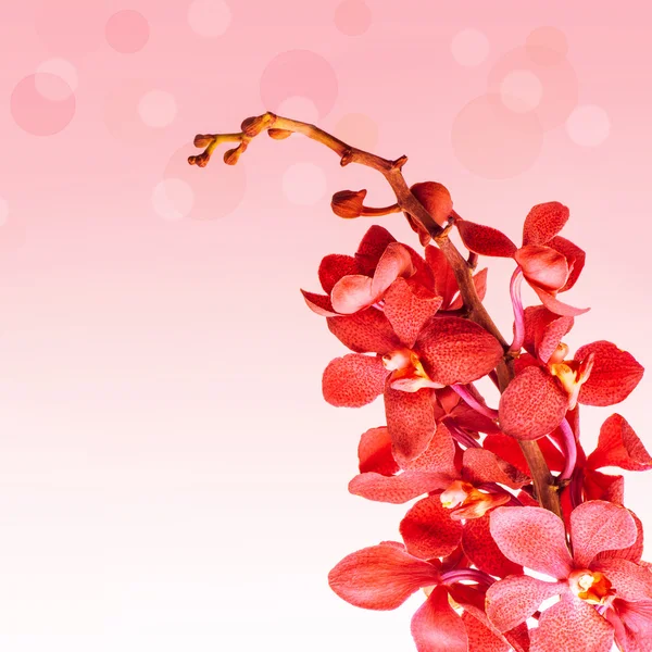 Red orchid border Stock Photo by ©Anna_Om 5991782