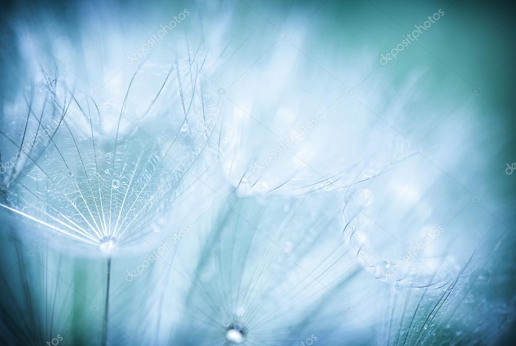 Dandelion flower background — Stock Photo © Anna_Om #25186935