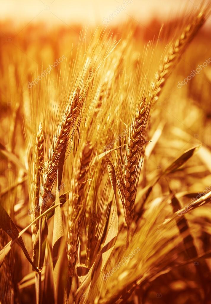 Wheat field background Stock Photo by ©Anna_Om 31832691