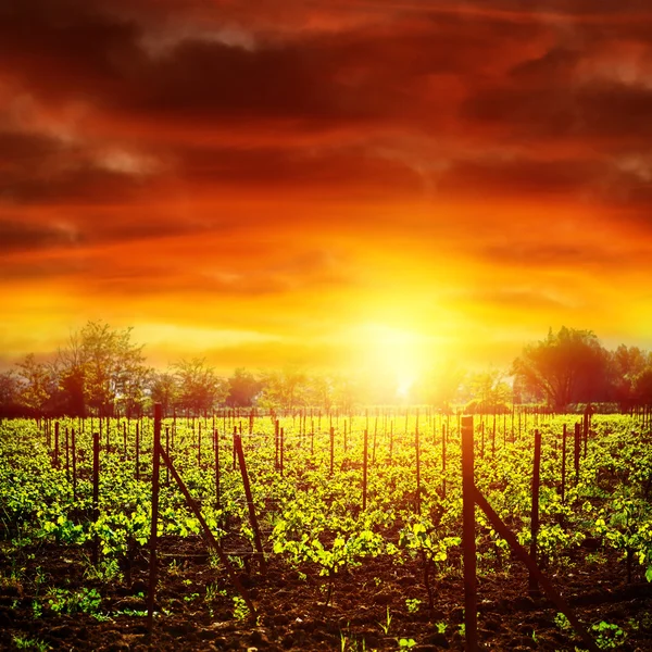 31,133 Vineyard sunset Stock Photos | Free & Royalty-free Vineyard ...