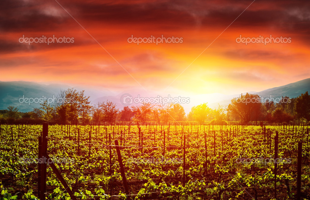 Grape valley in sunset — Stock Photo © Anna_Om #32680177