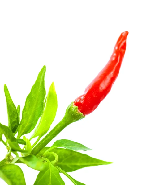 ᐈ Pepper border stock images, Royalty Free chili pepper border photos ...